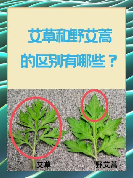 艾草有哪些品种_艾草图片大全及识别方法-第3张图片-山城妙识 艾草有哪些品种_艾草图片大全及识别方法-第3张图片-山城妙识