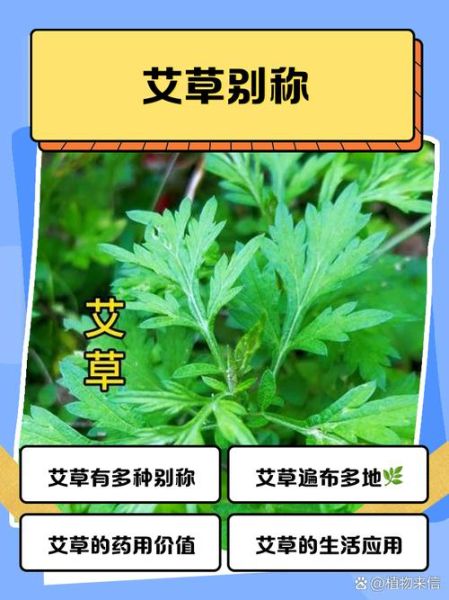 艾草有哪些品种_艾草图片大全及识别方法-第2张图片-山城妙识 艾草有哪些品种_艾草图片大全及识别方法-第2张图片-山城妙识