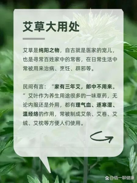艾草的功效与作用有哪些_艾草禁忌症是什么-第1张图片-山城妙识