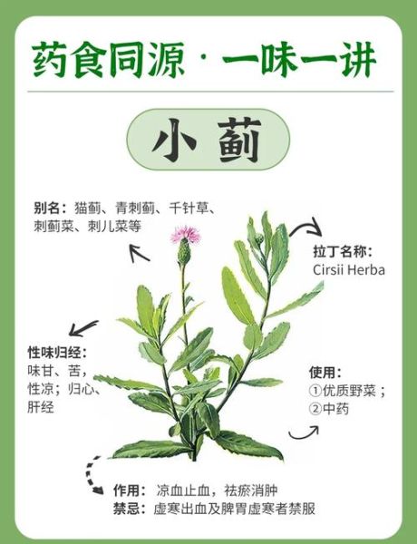 大蓟和小蓟的区别图_如何快速区分大蓟小蓟-第1张图片-山城妙识