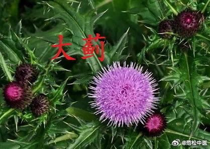 大蓟和小蓟的区别图_如何快速区分大蓟小蓟-第2张图片-山城妙识