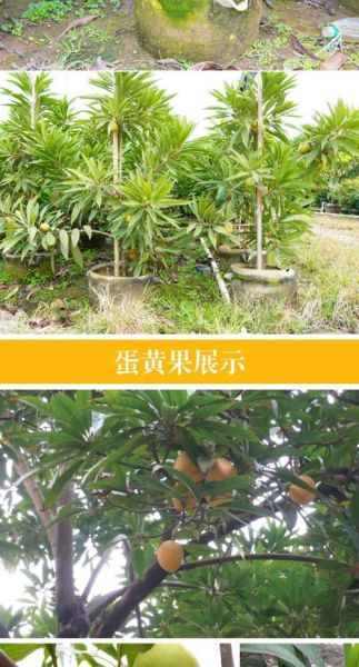 蛋黄果树长什么样_蛋黄果树几年结果-第3张图片-山城妙识