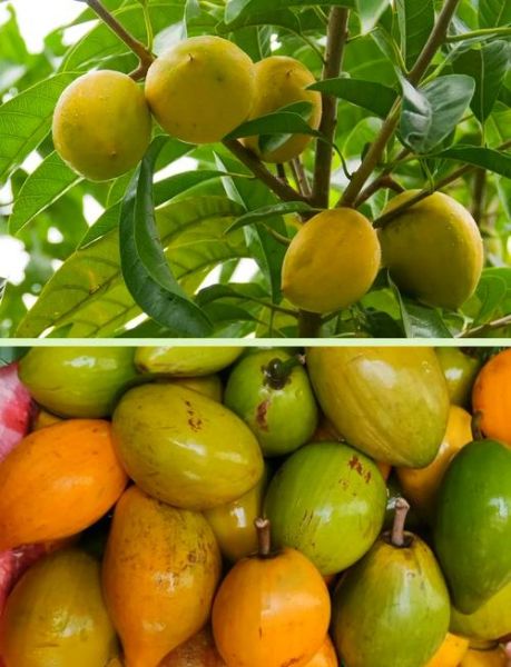 蛋黄果树长什么样_蛋黄果树几年结果-第2张图片-山城妙识