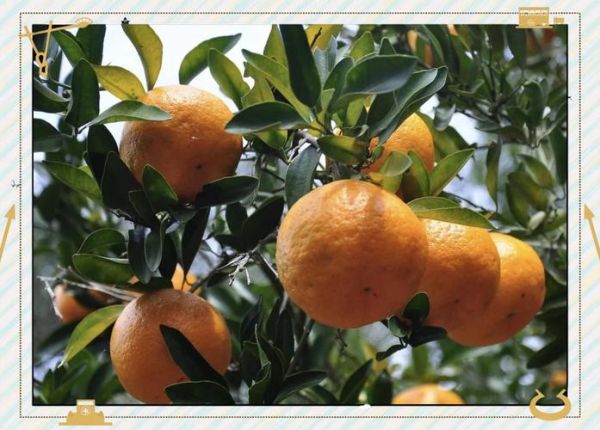 芦柑是上火还是下火_芦柑吃多了会上火吗-第3张图片-山城妙识