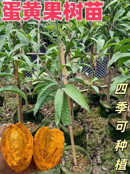 蛋黄果树长什么样_蛋黄果树几年结果-第1张图片-山城妙识