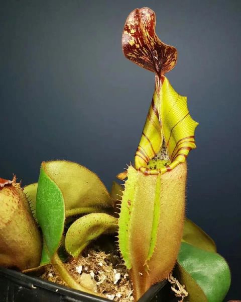 猪笼草图片怎么拍_猪笼草高清图片哪里找-第1张图片-山城妙识