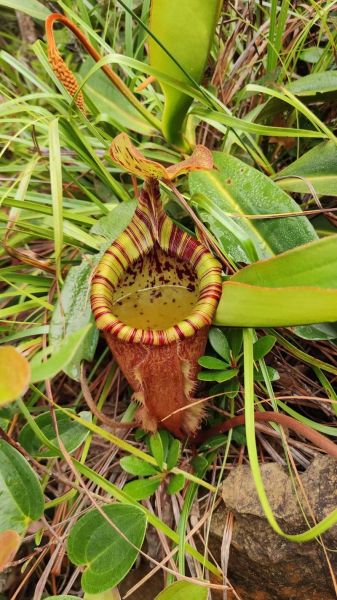 猪笼草图片怎么拍_猪笼草高清图片哪里找-第2张图片-山城妙识