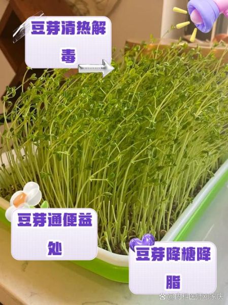 豆芽的营养价值及功效与作用_吃豆芽能减肥吗-第3张图片-山城妙识