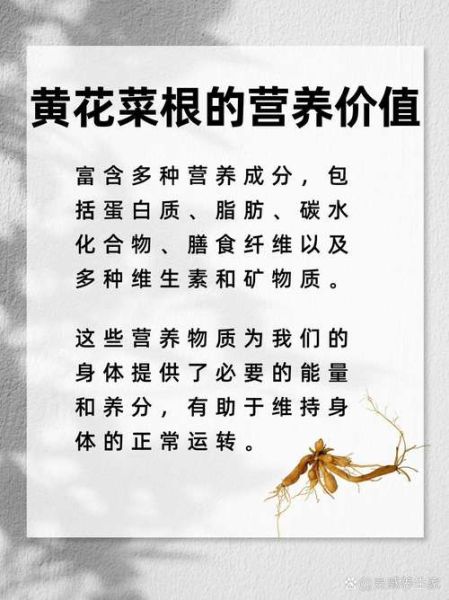 黄花菜根图片_黄花菜根的功效与作用-第1张图片-山城妙识 黄花菜根图片_黄花菜根的功效与作用-第1张图片-山城妙识