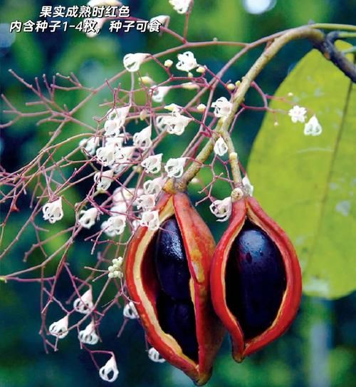 苹婆果多少钱一斤_苹婆果价格行情-第1张图片-山城妙识 苹婆果多少钱一斤_苹婆果价格行情-第1张图片-山城妙识