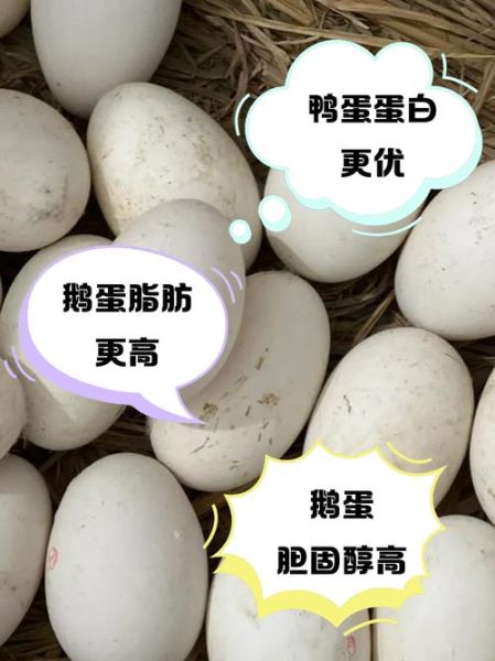 鹅蛋和鸭蛋哪个营养高_孕妇吃鹅蛋还是鸭蛋好-第1张图片-山城妙识 鹅蛋和鸭蛋哪个营养高_孕妇吃鹅蛋还是鸭蛋好-第1张图片-山城妙识
