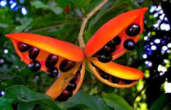 苹婆果多少钱一斤_苹婆果价格行情-第2张图片-山城妙识 苹婆果多少钱一斤_苹婆果价格行情-第2张图片-山城妙识