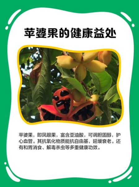 苹婆果多少钱一斤_苹婆果价格行情-第3张图片-山城妙识 苹婆果多少钱一斤_苹婆果价格行情-第3张图片-山城妙识