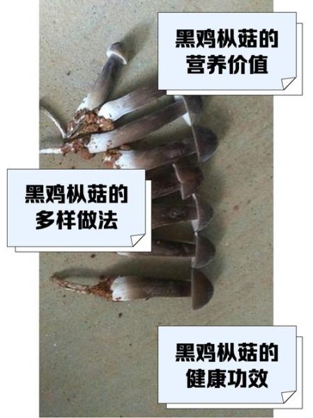 野生鸡腿菇发黑能吃吗_鸡腿菇变黑原因-第1张图片-山城妙识