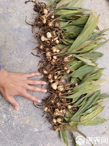 山慈菇图片_山慈菇长什么样-第1张图片-山城妙识 山慈菇图片_山慈菇长什么样-第1张图片-山城妙识