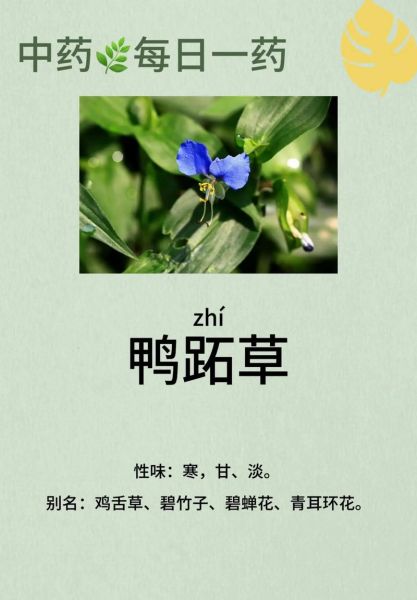 鸭跖草属植物有哪些_鸭跖草属怎么养-第2张图片-山城妙识
