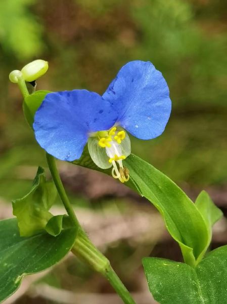 鸭跖草属植物有哪些_鸭跖草属怎么养-第1张图片-山城妙识