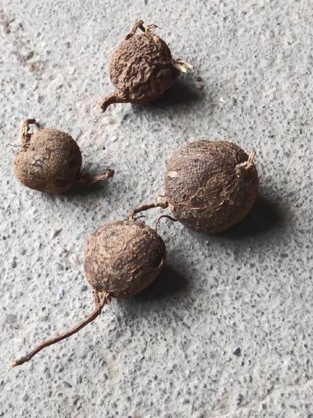 山慈菇图片_山慈菇长什么样-第3张图片-山城妙识 山慈菇图片_山慈菇长什么样-第3张图片-山城妙识