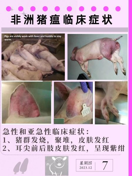 非洲猪瘟的症状有哪些_非洲猪瘟图片怎么看-第1张图片-山城妙识 非洲猪瘟的症状有哪些_非洲猪瘟图片怎么看-第1张图片-山城妙识