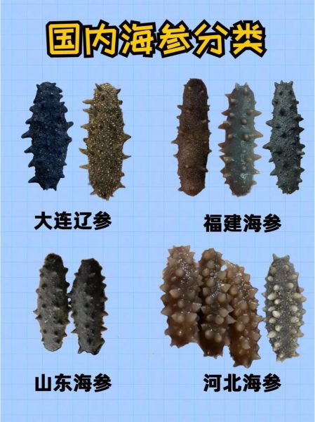 海参哪种比较好_海参品种选购指南-第3张图片-山城妙识