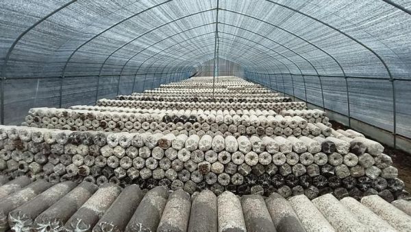 平菇怎么种植_平菇种植全过程-第1张图片-山城妙识 平菇怎么种植_平菇种植全过程-第1张图片-山城妙识