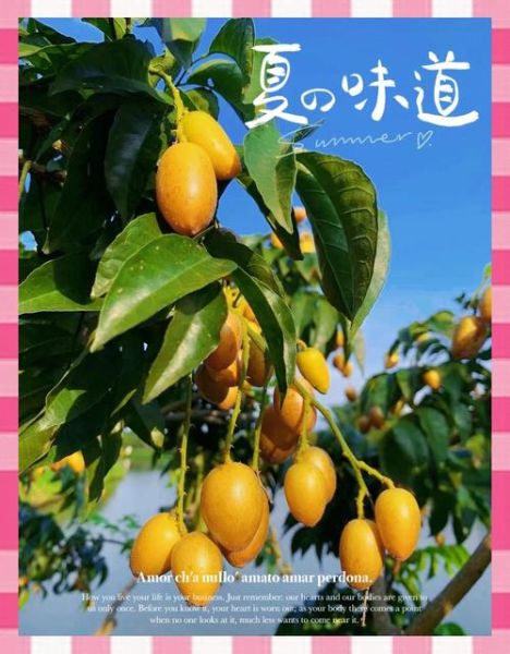 南方水果大全有哪些_南方水果怎么保存-第1张图片-山城妙识