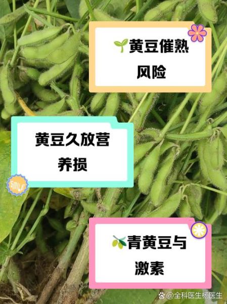 青黄豆的营养价值及功效与作用_青黄豆怎么吃最营养-第2张图片-山城妙识