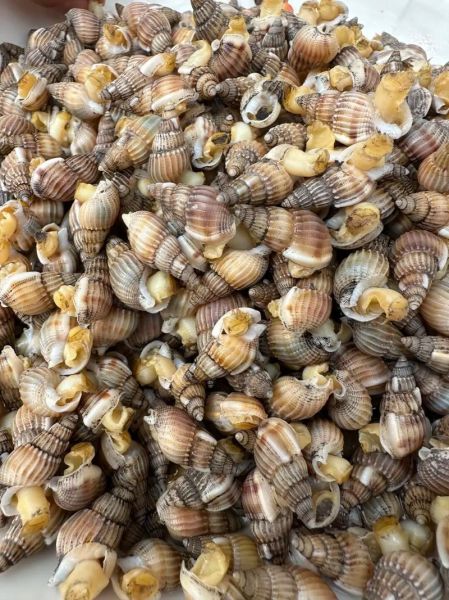 爆炒海螺丝怎么做好吃_爆炒海螺丝要不要焯水-第3张图片-山城妙识