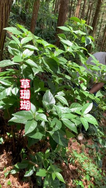 珊瑚草是什么_珊瑚草的功效与作用-第1张图片-山城妙识 珊瑚草是什么_珊瑚草的功效与作用-第1张图片-山城妙识