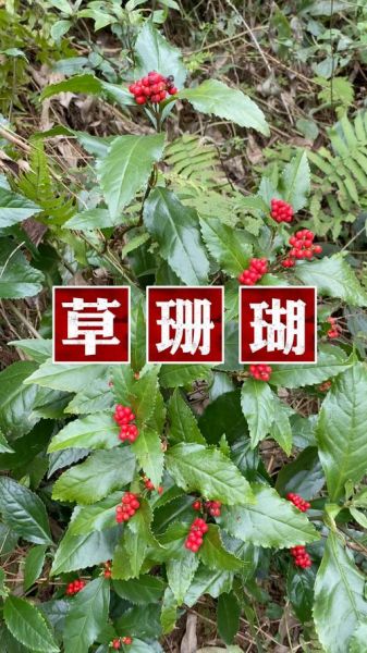 珊瑚草是什么_珊瑚草的功效与作用-第3张图片-山城妙识 珊瑚草是什么_珊瑚草的功效与作用-第3张图片-山城妙识