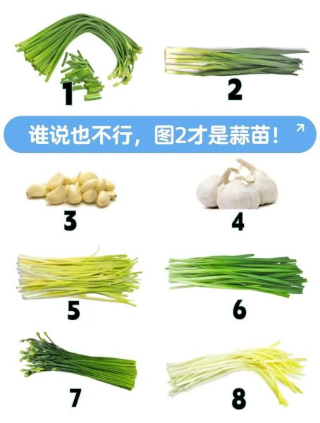 青蒜和蒜苗的区别_青蒜和蒜苗哪个更辣-第2张图片-山城妙识