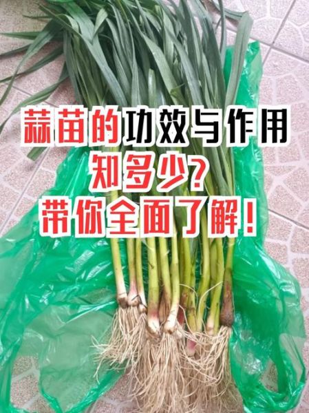 青蒜和蒜苗的区别_青蒜和蒜苗哪个更辣-第3张图片-山城妙识