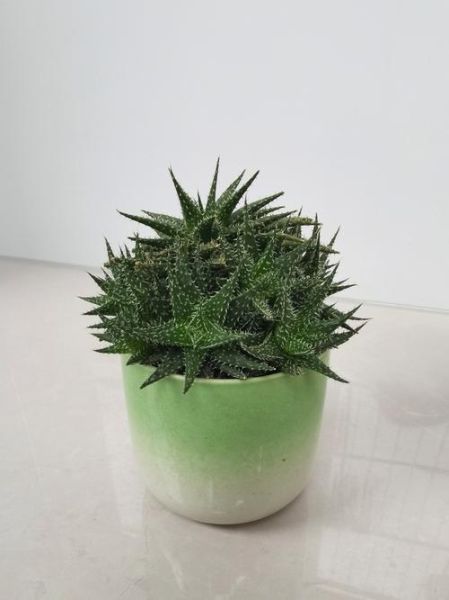 芦荟怎么养才能爆盆_芦荟盆栽多久浇一次水-第2张图片-山城妙识