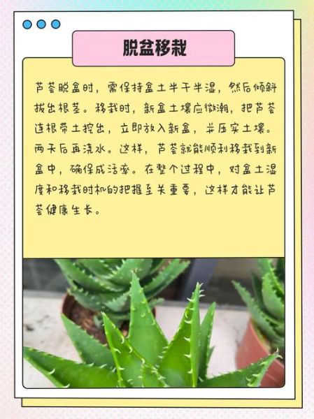 芦荟怎么养才能爆盆_芦荟盆栽多久浇一次水-第3张图片-山城妙识