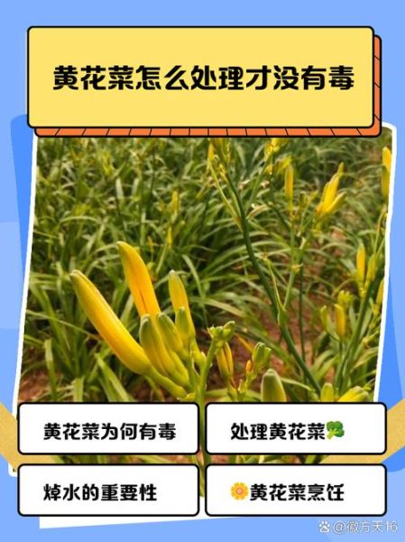 鲜黄花菜中毒症状_鲜黄花菜怎么处理才安全-第1张图片-山城妙识