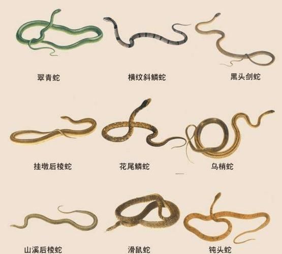 菜花蛇为什么能捕食眼镜王蛇_菜花蛇天敌有哪些-第3张图片-山城妙识 菜花蛇为什么能捕食眼镜王蛇_菜花蛇天敌有哪些-第3张图片-山城妙识