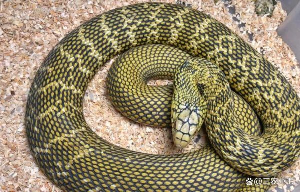 菜花蛇为什么能捕食眼镜王蛇_菜花蛇天敌有哪些-第1张图片-山城妙识 菜花蛇为什么能捕食眼镜王蛇_菜花蛇天敌有哪些-第1张图片-山城妙识