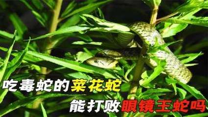 菜花蛇为什么能捕食眼镜王蛇_菜花蛇天敌有哪些-第2张图片-山城妙识 菜花蛇为什么能捕食眼镜王蛇_菜花蛇天敌有哪些-第2张图片-山城妙识