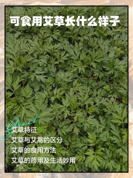 艾草有几种能吃_新鲜艾草怎么吃最好-第1张图片-山城妙识
