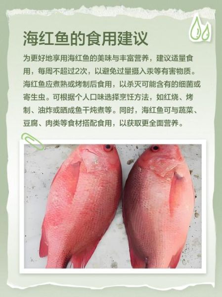 野生海红鱼长什么样_野生海红鱼多少钱一斤-第1张图片-山城妙识 野生海红鱼长什么样_野生海红鱼多少钱一斤-第1张图片-山城妙识