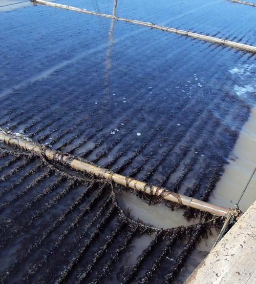 紫菜是怎么长出来的_紫菜生长周期多久-第1张图片-山城妙识 紫菜是怎么长出来的_紫菜生长周期多久-第1张图片-山城妙识