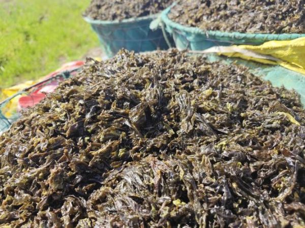 紫菜是怎么长出来的_紫菜生长周期多久-第3张图片-山城妙识 紫菜是怎么长出来的_紫菜生长周期多久-第3张图片-山城妙识