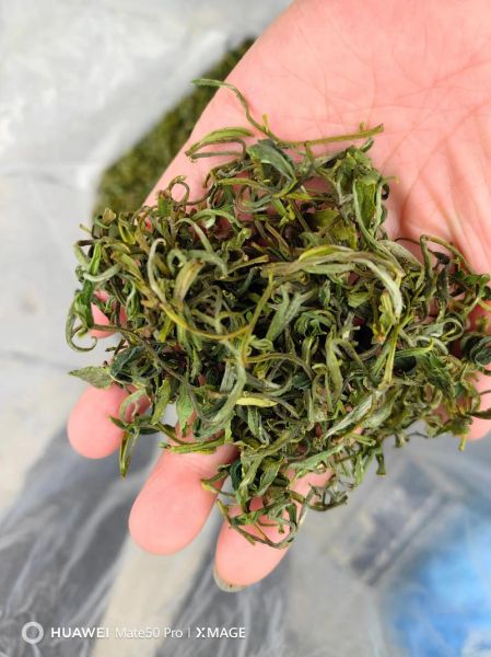 黄山毛峰多少钱一斤_如何辨别真假-第1张图片-山城妙识 黄山毛峰多少钱一斤_如何辨别真假-第1张图片-山城妙识