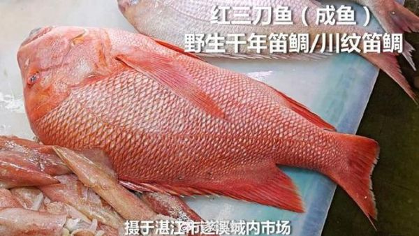 野生海红鱼长什么样_野生海红鱼多少钱一斤-第3张图片-山城妙识 野生海红鱼长什么样_野生海红鱼多少钱一斤-第3张图片-山城妙识