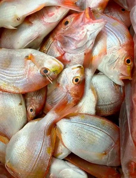 野生海红鱼长什么样_野生海红鱼多少钱一斤-第2张图片-山城妙识 野生海红鱼长什么样_野生海红鱼多少钱一斤-第2张图片-山城妙识