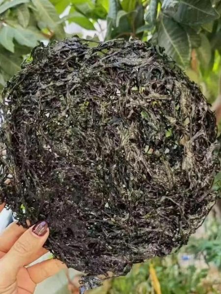 紫菜是怎么长出来的_紫菜生长周期多久-第2张图片-山城妙识 紫菜是怎么长出来的_紫菜生长周期多久-第2张图片-山城妙识