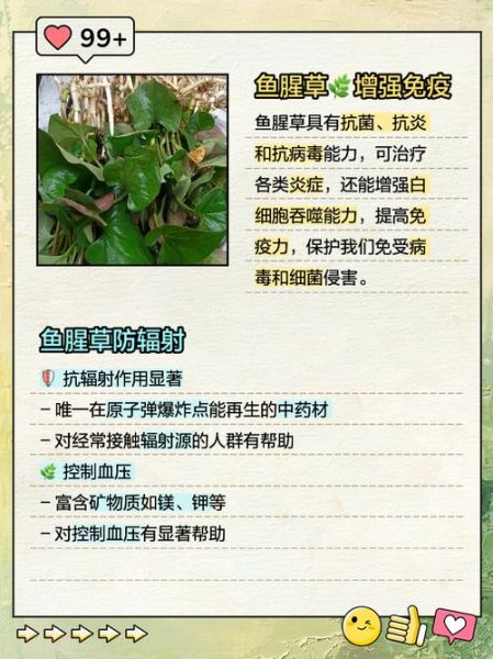 鱼腥草泡水喝的功效与作用_鱼腥草怎么泡水喝最好-第1张图片-山城妙识 鱼腥草泡水喝的功效与作用_鱼腥草怎么泡水喝最好-第1张图片-山城妙识