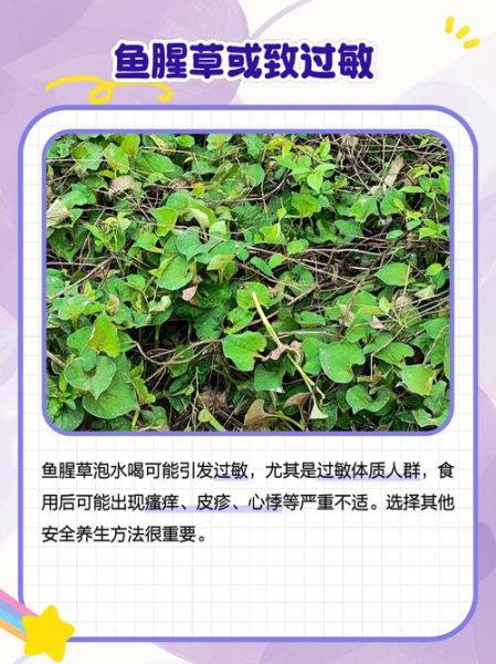 鱼腥草泡水喝的功效与作用_鱼腥草怎么泡水喝最好-第3张图片-山城妙识 鱼腥草泡水喝的功效与作用_鱼腥草怎么泡水喝最好-第3张图片-山城妙识