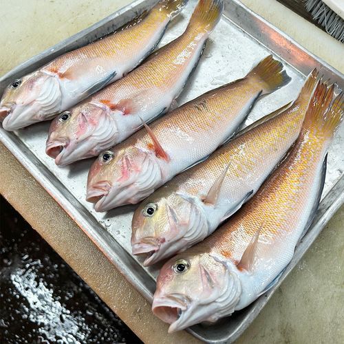 马头鱼的营养价值_马头鱼适合什么人吃-第3张图片-山城妙识