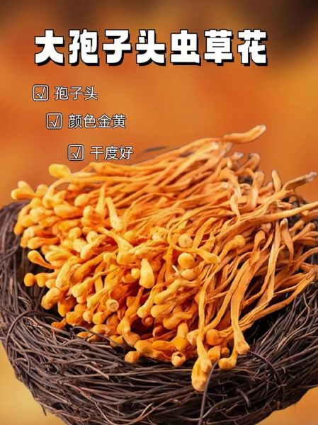 虫草花有什么功效与作用_虫草花营养价值高吗-第3张图片-山城妙识 虫草花有什么功效与作用_虫草花营养价值高吗-第3张图片-山城妙识